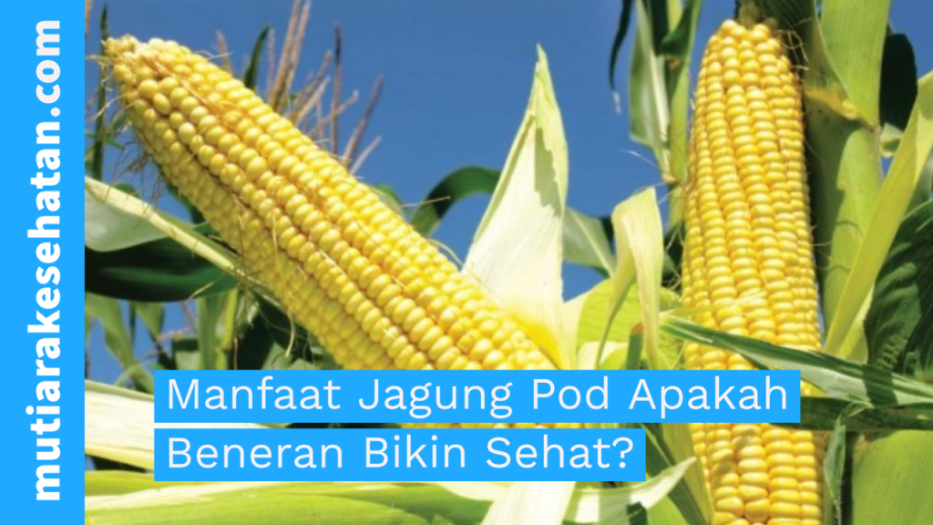 Manfaat Jagung Pod Apakah Beneran Bikin Sehat? - Mutiara Kesehatan